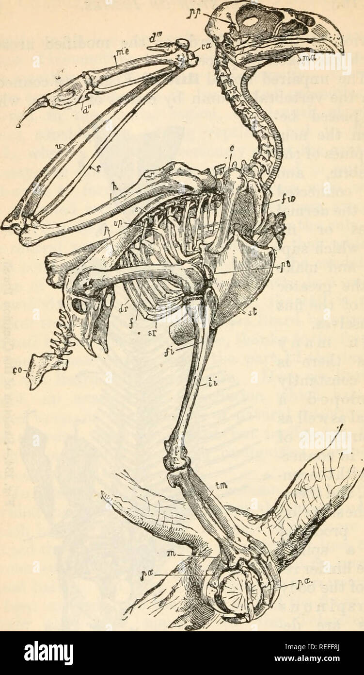 Eagle ribs hi-res stock photography and images - Alamy