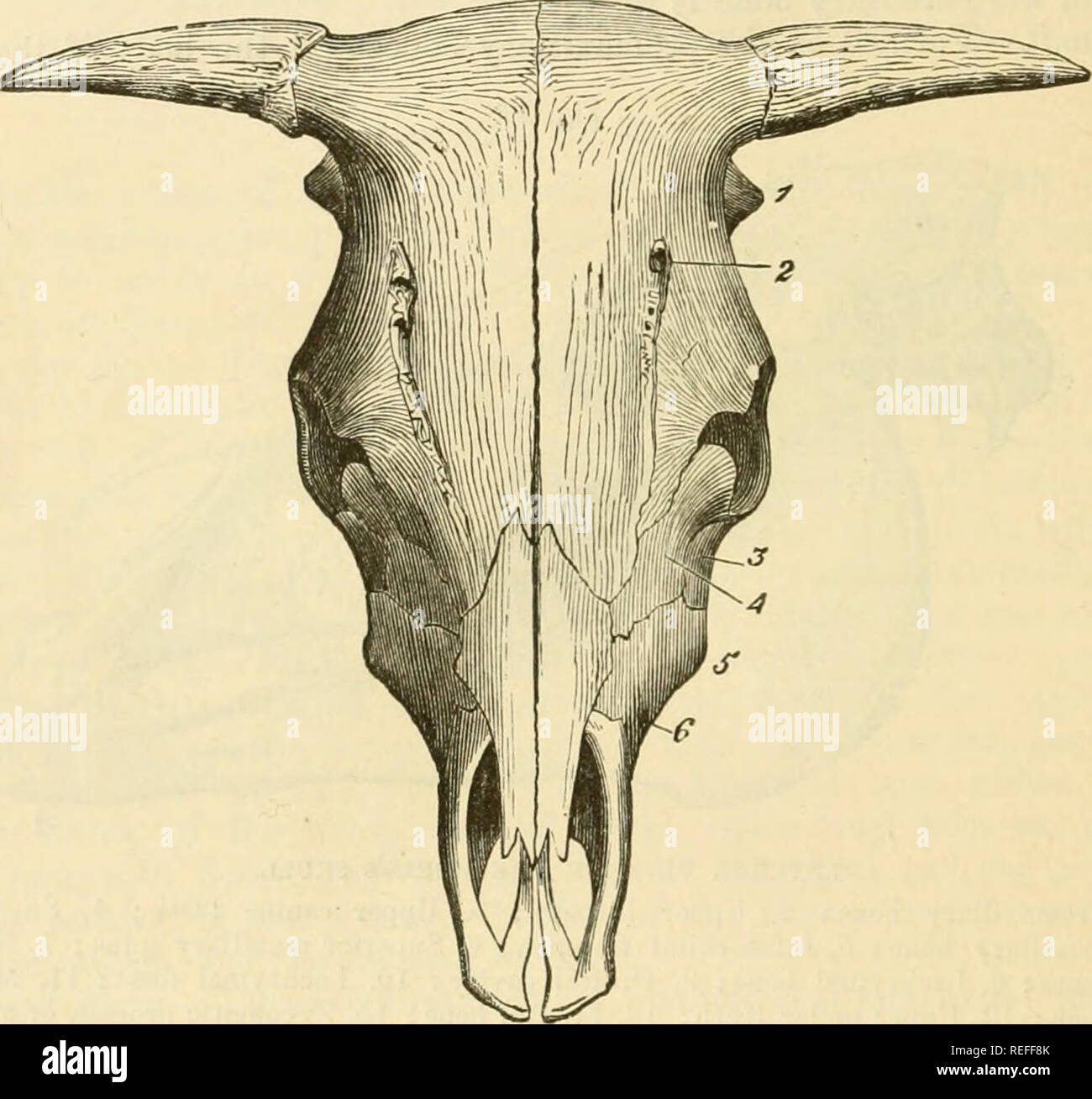 . The comparative anatomy of the domesticated animals. Veterinary ...