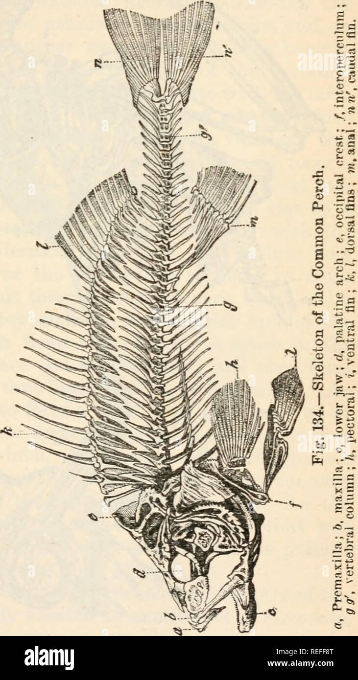 . Comparative anatomy and physiology. Chap. IX.] SKELETON OF FISHES ...