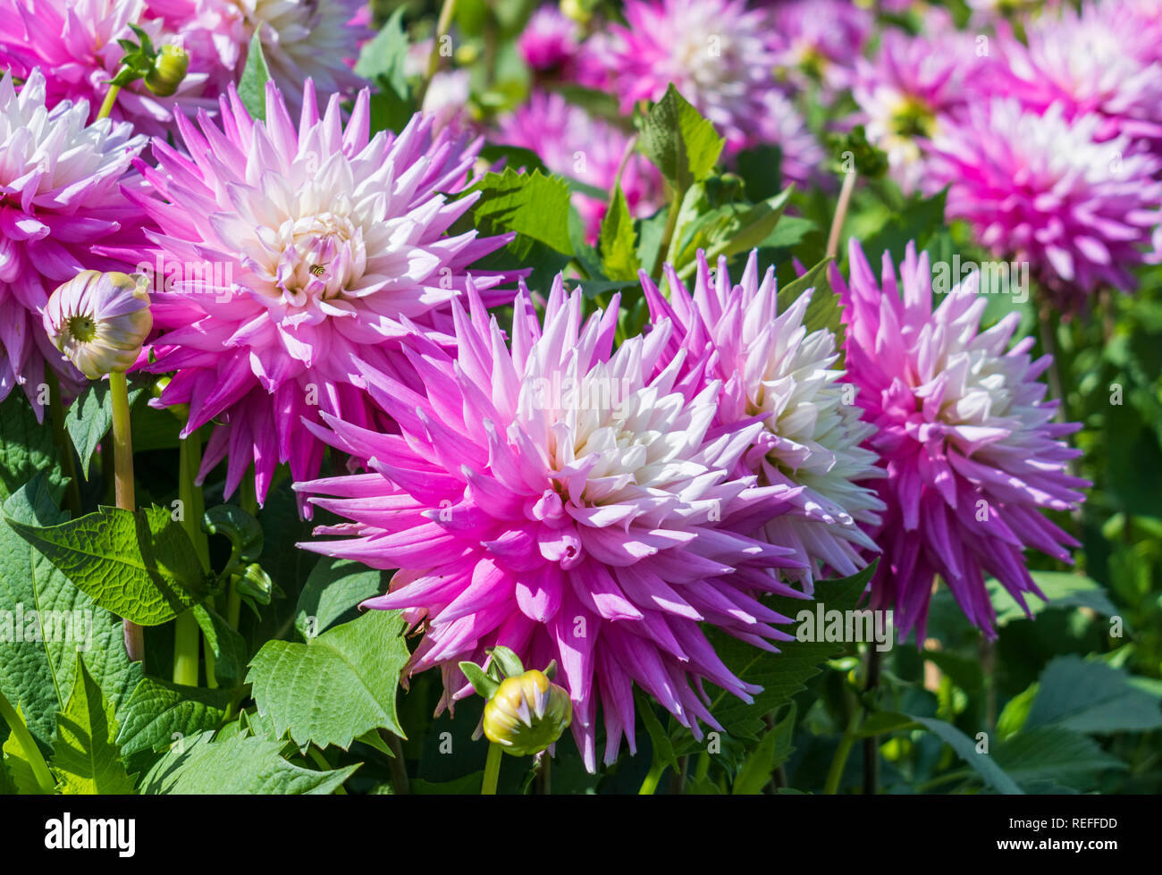 Dahlias in late summer sunshine Stock Photo - Alamy