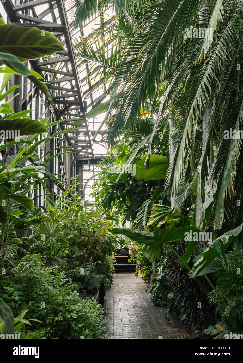 Greenhouse in Glasgow's Botanic Gardens Stock Photo - Alamy