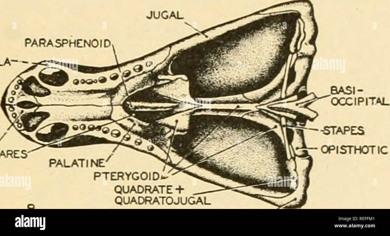 Cynognathus hi-res stock photography and images - Alamy