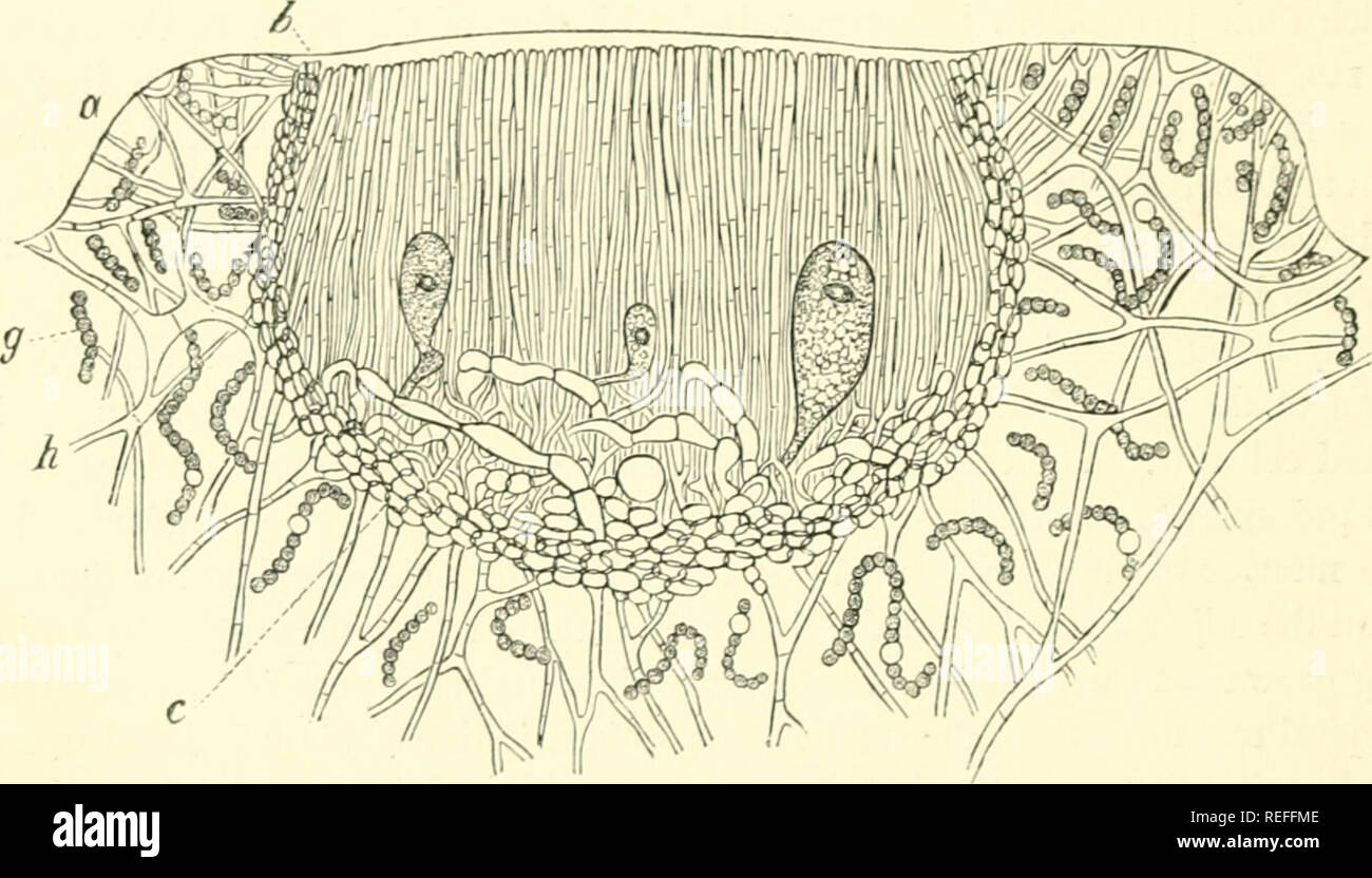 Ascogonium hi-res stock photography and images - Alamy