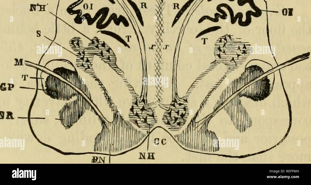 Foramen lacerum hi-res stock photography and images - Alamy