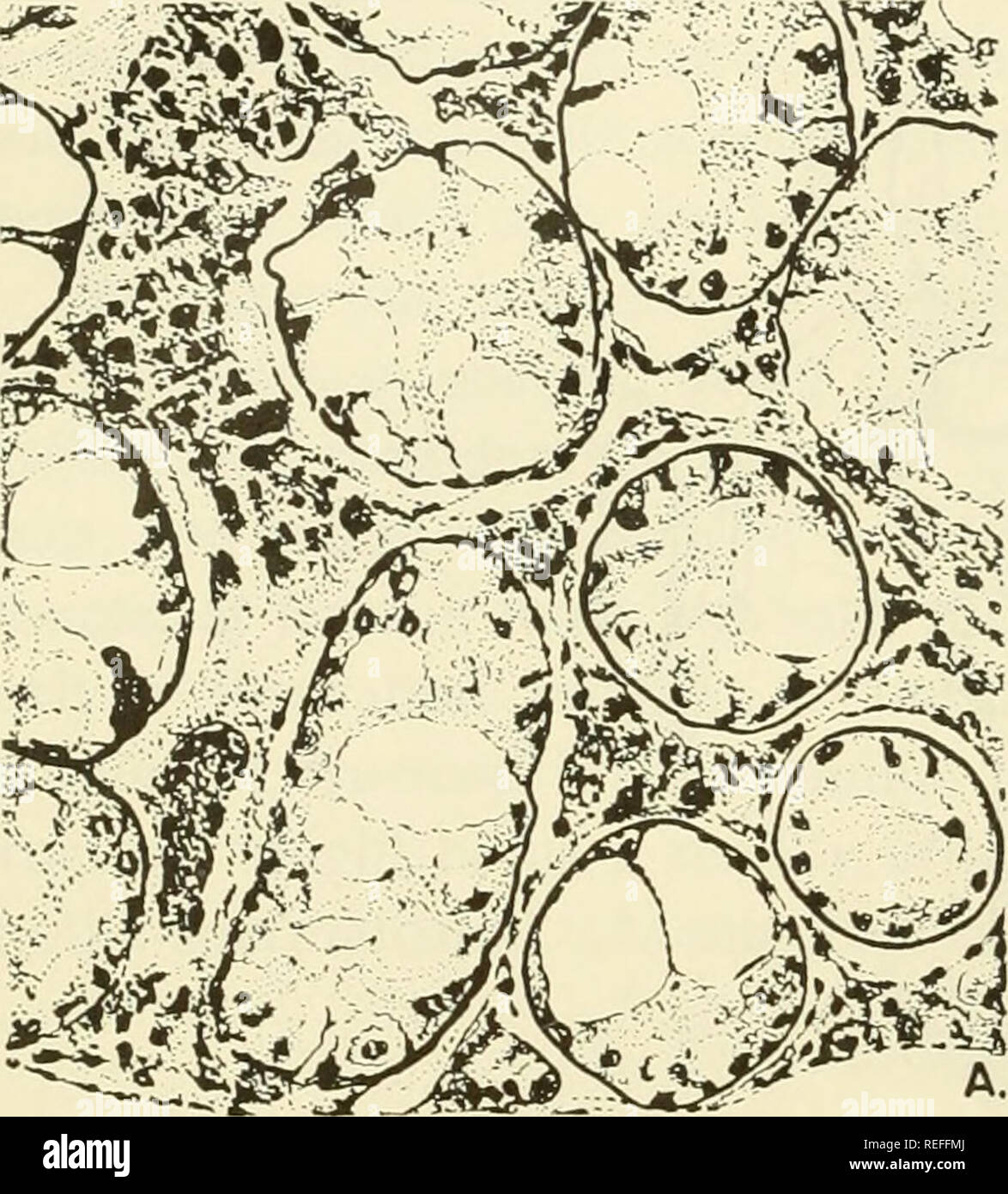 . Comparative embryology of the vertebrates; with 2057 drawings and ...