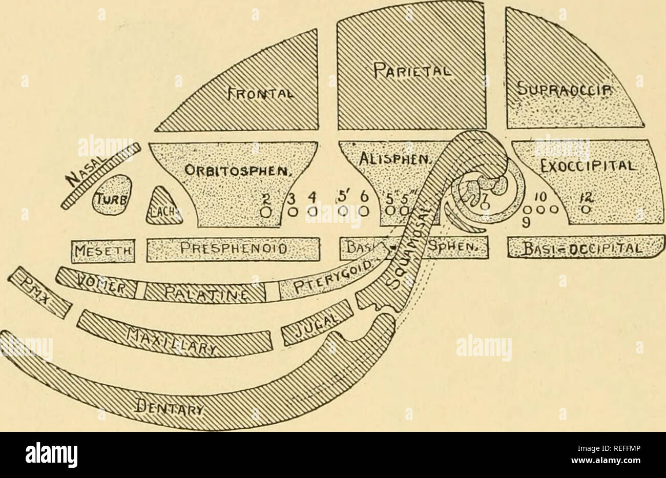 . Comparative anatomy. Anatomy, Comparative. 222 COMPARATIVE ANATOMY ...