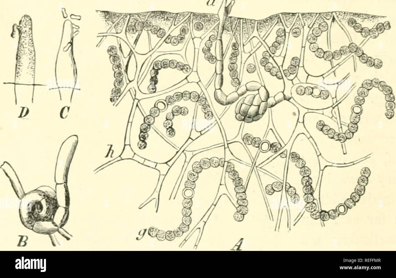 Free hymenium hi-res stock photography and images - Alamy