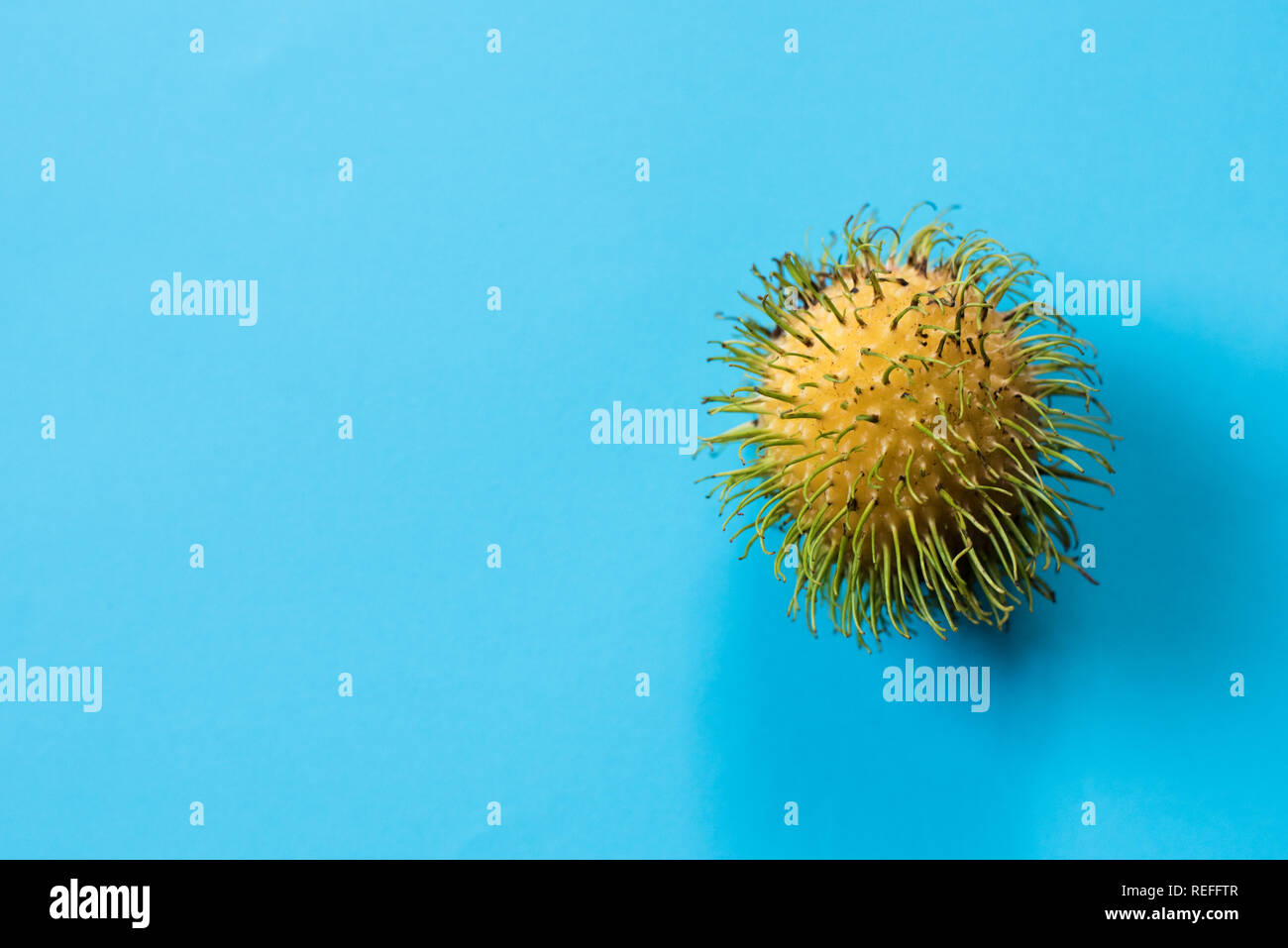 One yellow rambutan on blue background. Rambutan is a local fruit on ...