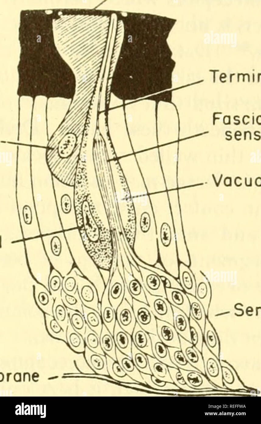 . Comparative animal physiology. Physiology, Comparative; Physiology ...
