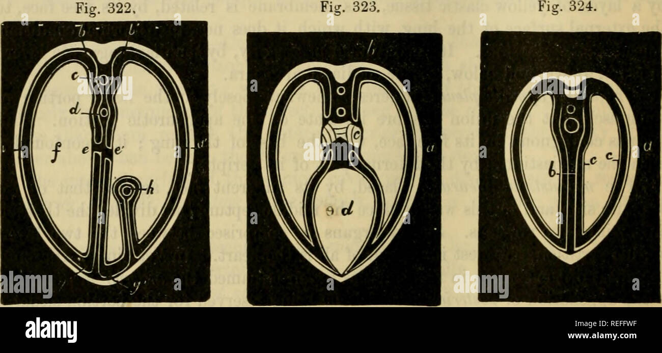 Pleura membrane hi-res stock photography and images - Alamy