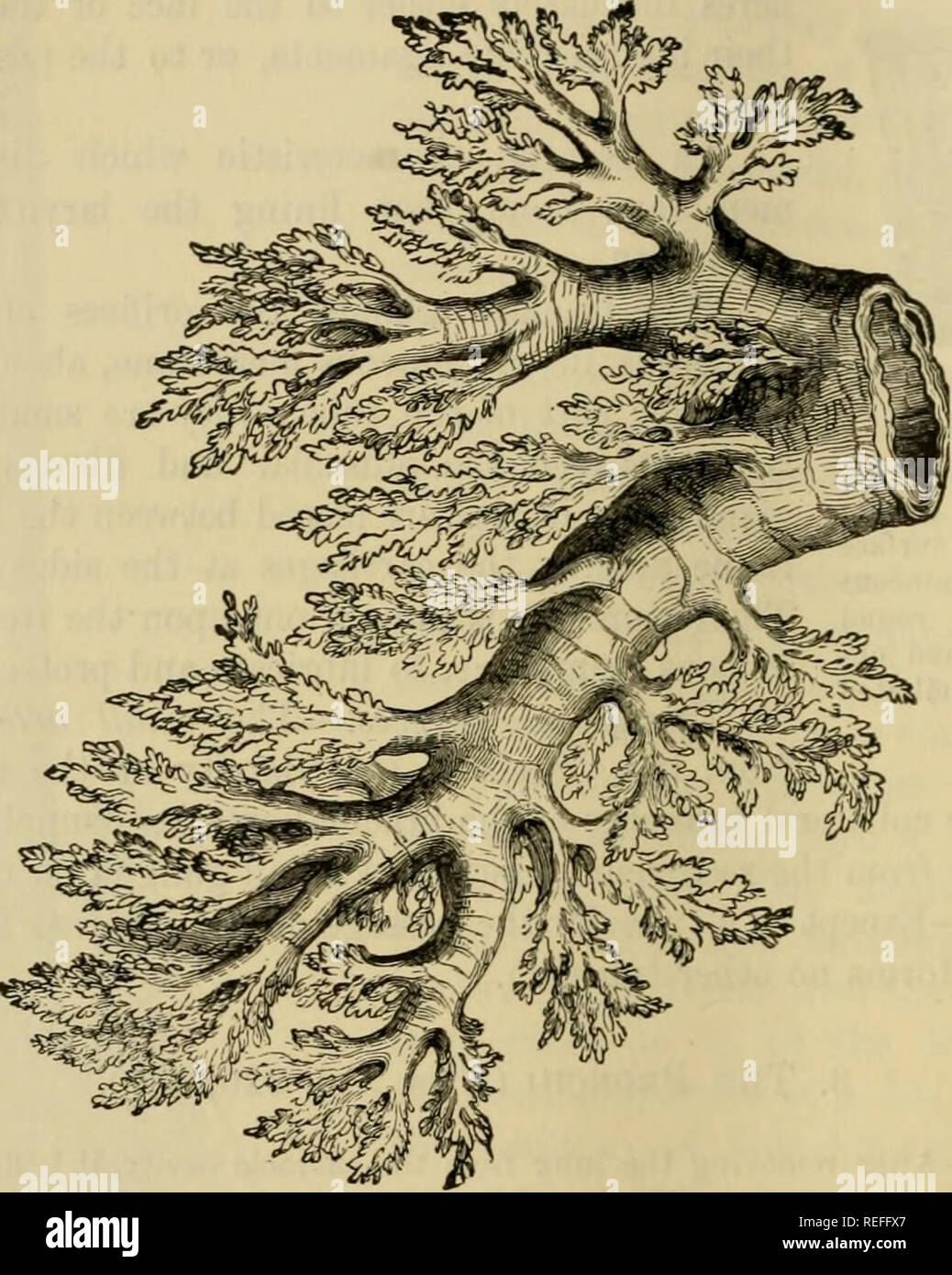 . The comparative anatomy of the domesticated animals. Veterinary ...