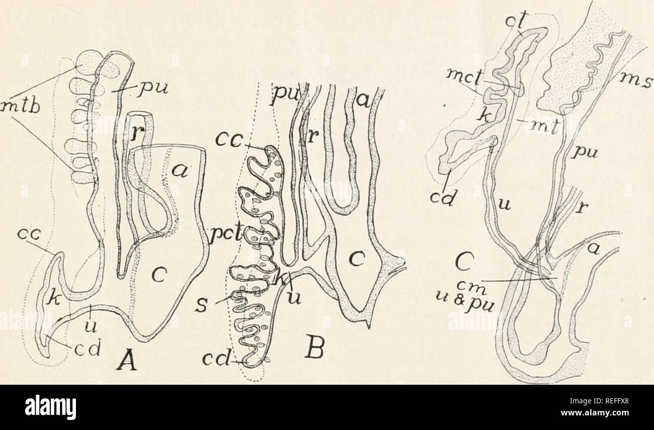 . Comparative anatomy of vertebrates. Anatomy, Comparative; Vertebrates ...