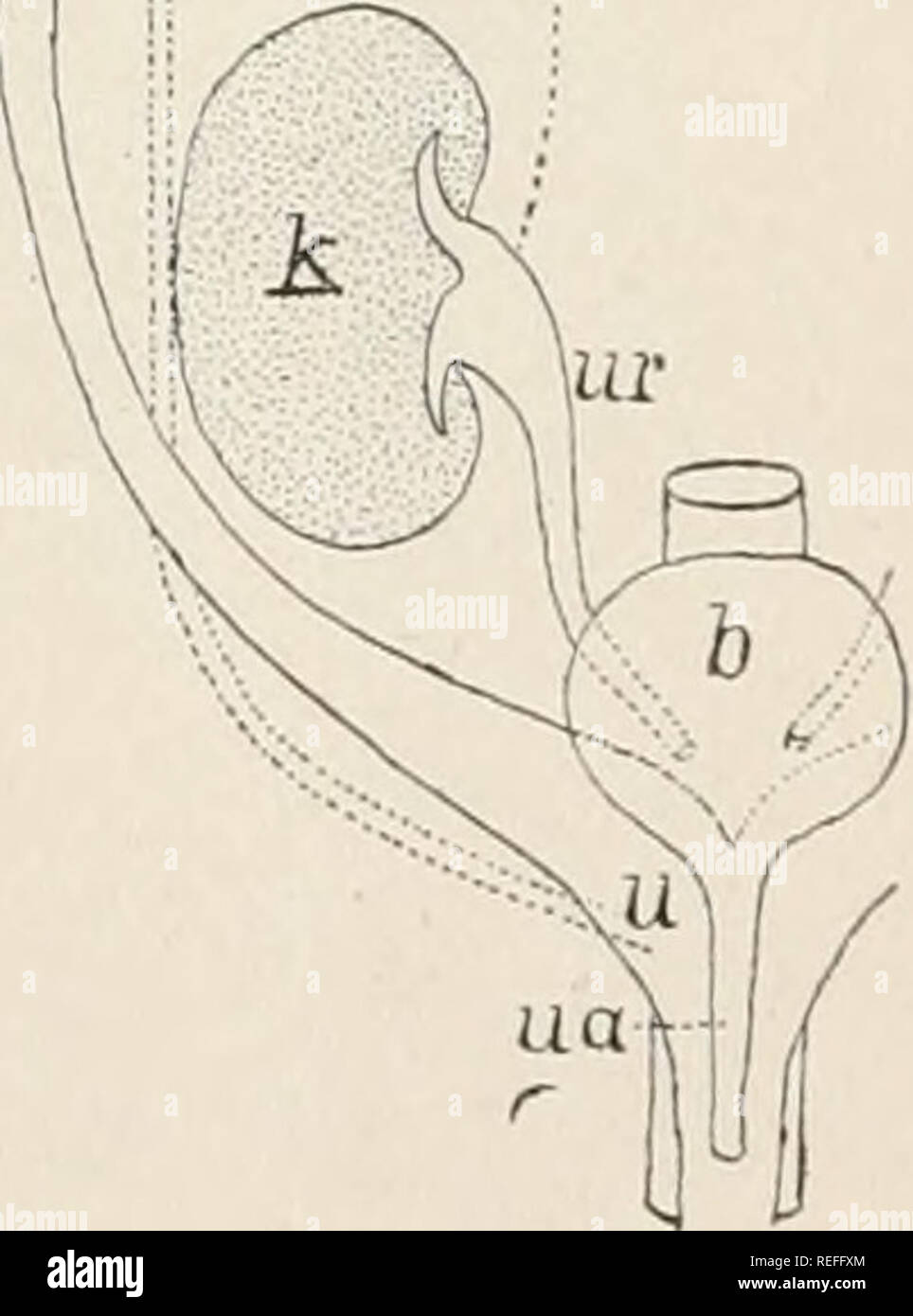 Mammal kidney hi-res stock photography and images - Alamy