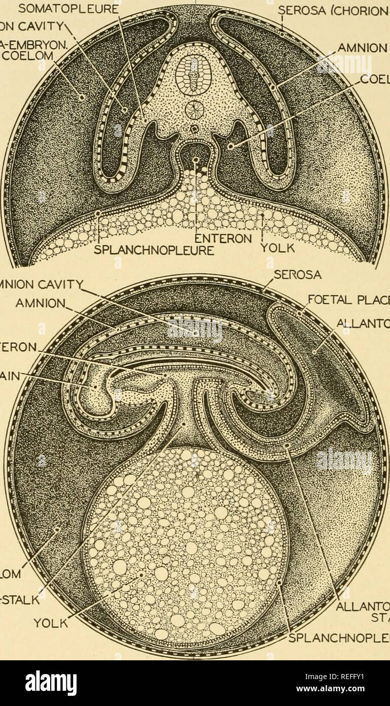 Allantoic stalk hi-res stock photography and images - Alamy