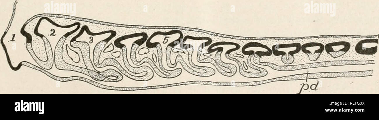 Caecilians hi-res stock photography and images - Alamy