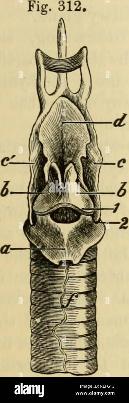 . The comparative anatomy of the domesticated animals. Veterinary ...