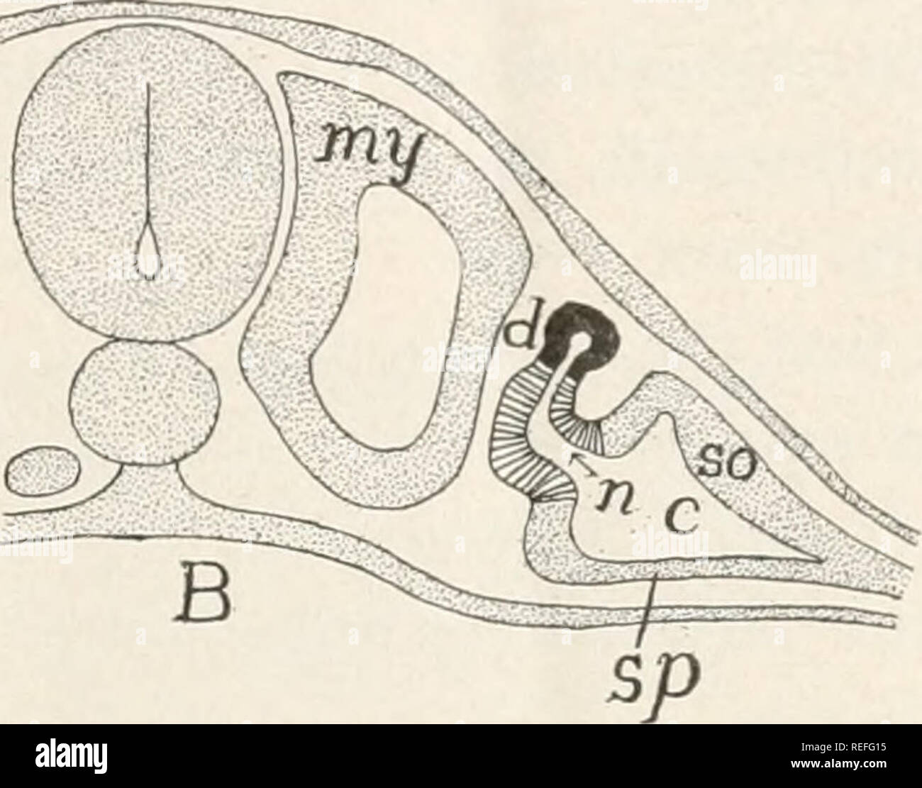Caecilians hi-res stock photography and images - Alamy