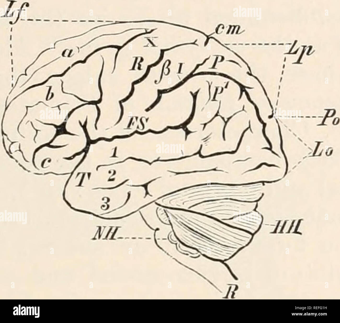 . Comparative anatomy of vertebrates. Anatomy, Comparative; Vertebrates ...