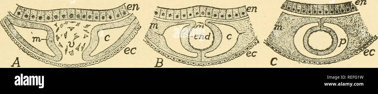 Blood vessel layers hi-res stock photography and images - Alamy