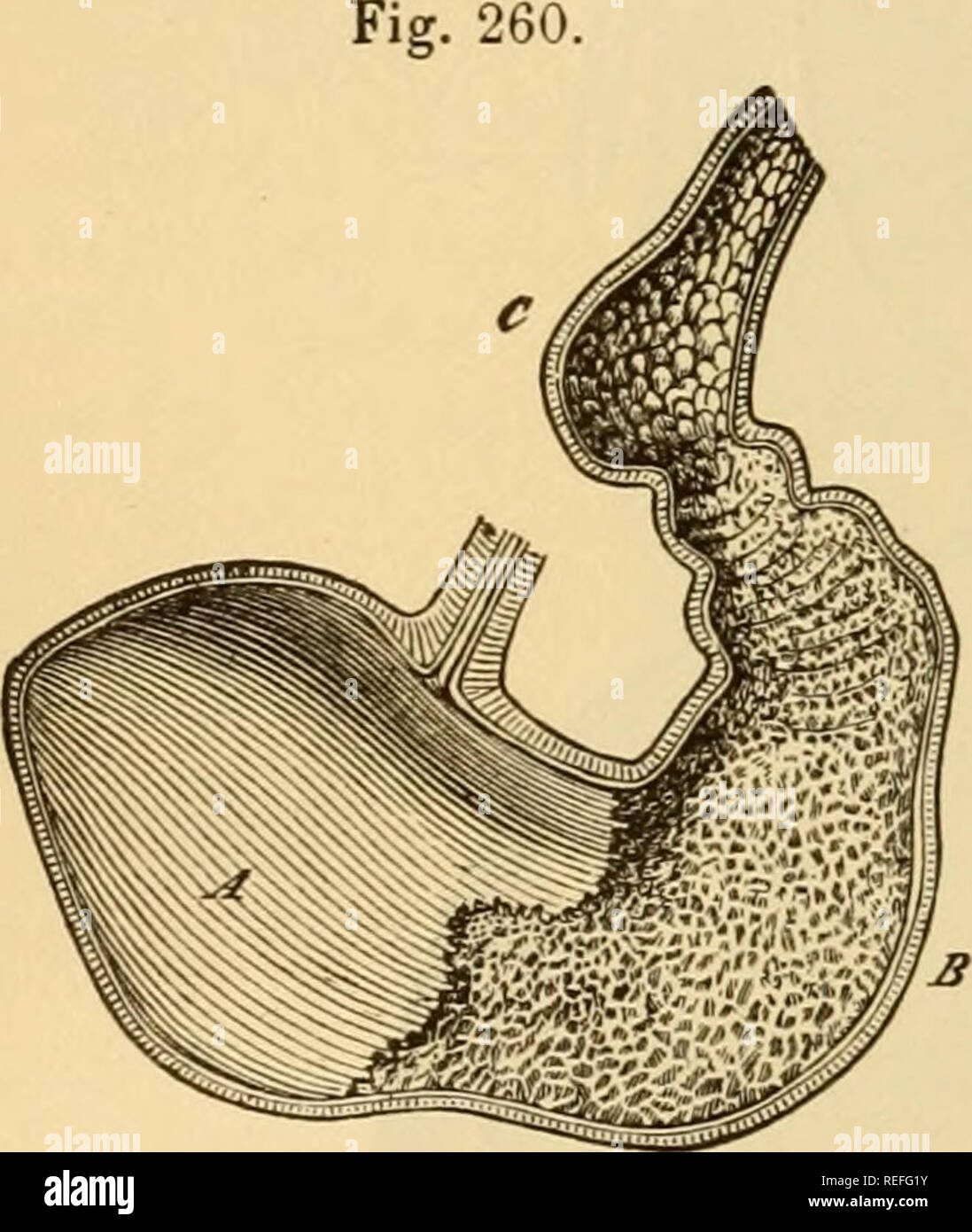 . The comparative anatomy of the domesticated animals. Horses ...