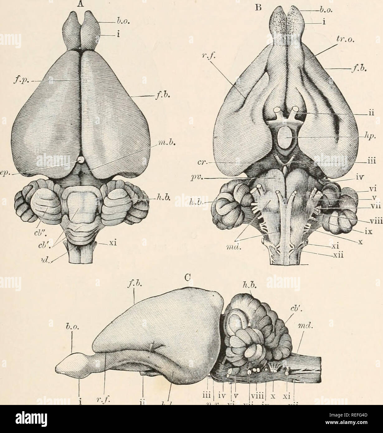 Cortex Cerebri Stock Photos & Cortex Cerebri Stock Images - Alamy