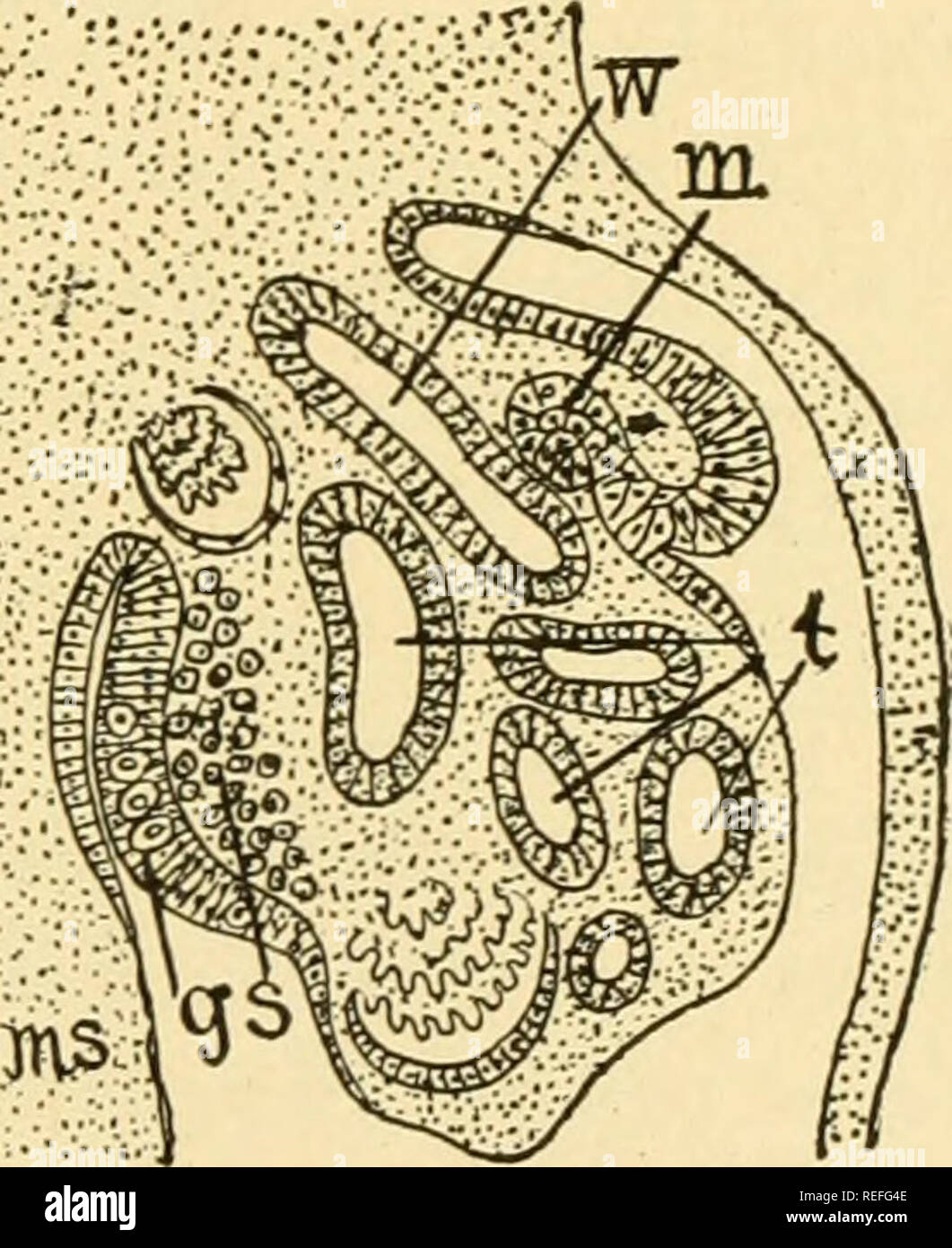 Parietal ridge hi-res stock photography and images - Alamy