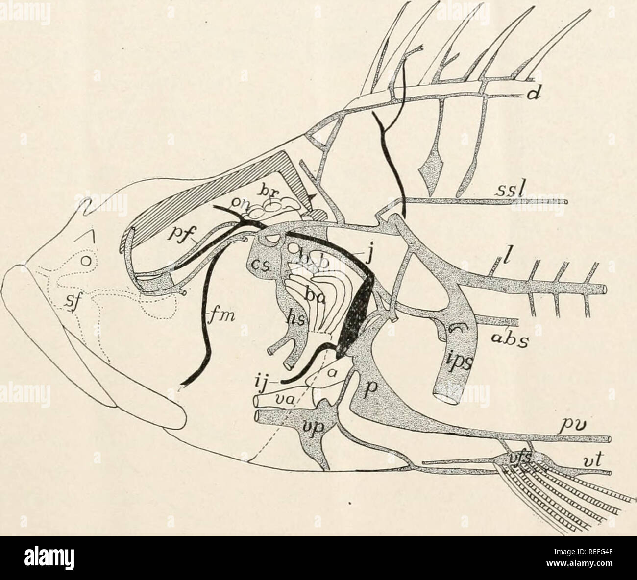 Physostomes hi-res stock photography and images - Alamy