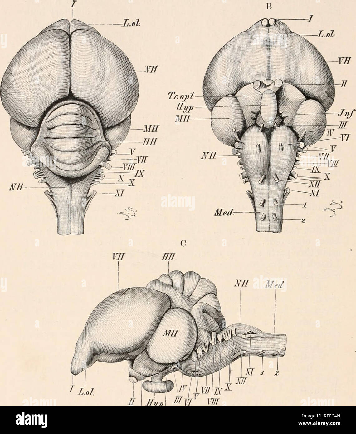 . Comparative anatomy of vertebrates. Anatomy, Comparative; Vertebrates ...