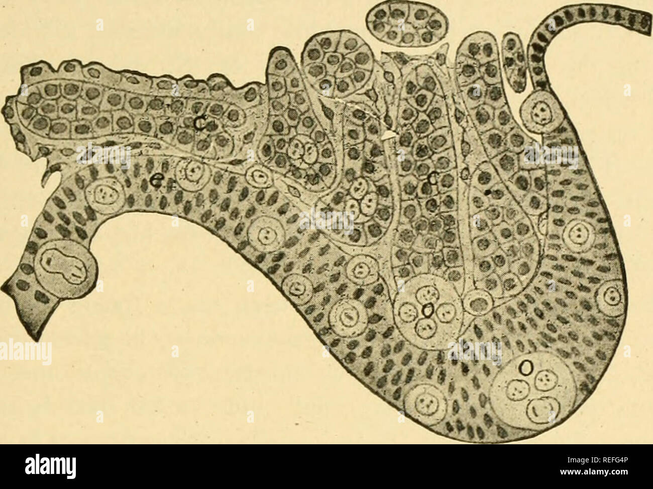. Comparative anatomy. Anatomy, Comparative. REPRODUCTION lOI upward ...