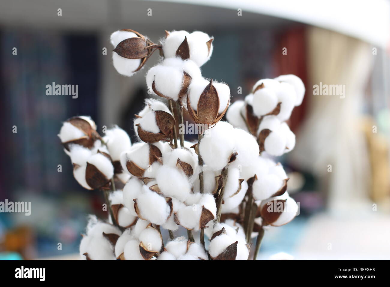 Cotton Flowers Stock Photos & Cotton Flowers Stock Images - Alamy