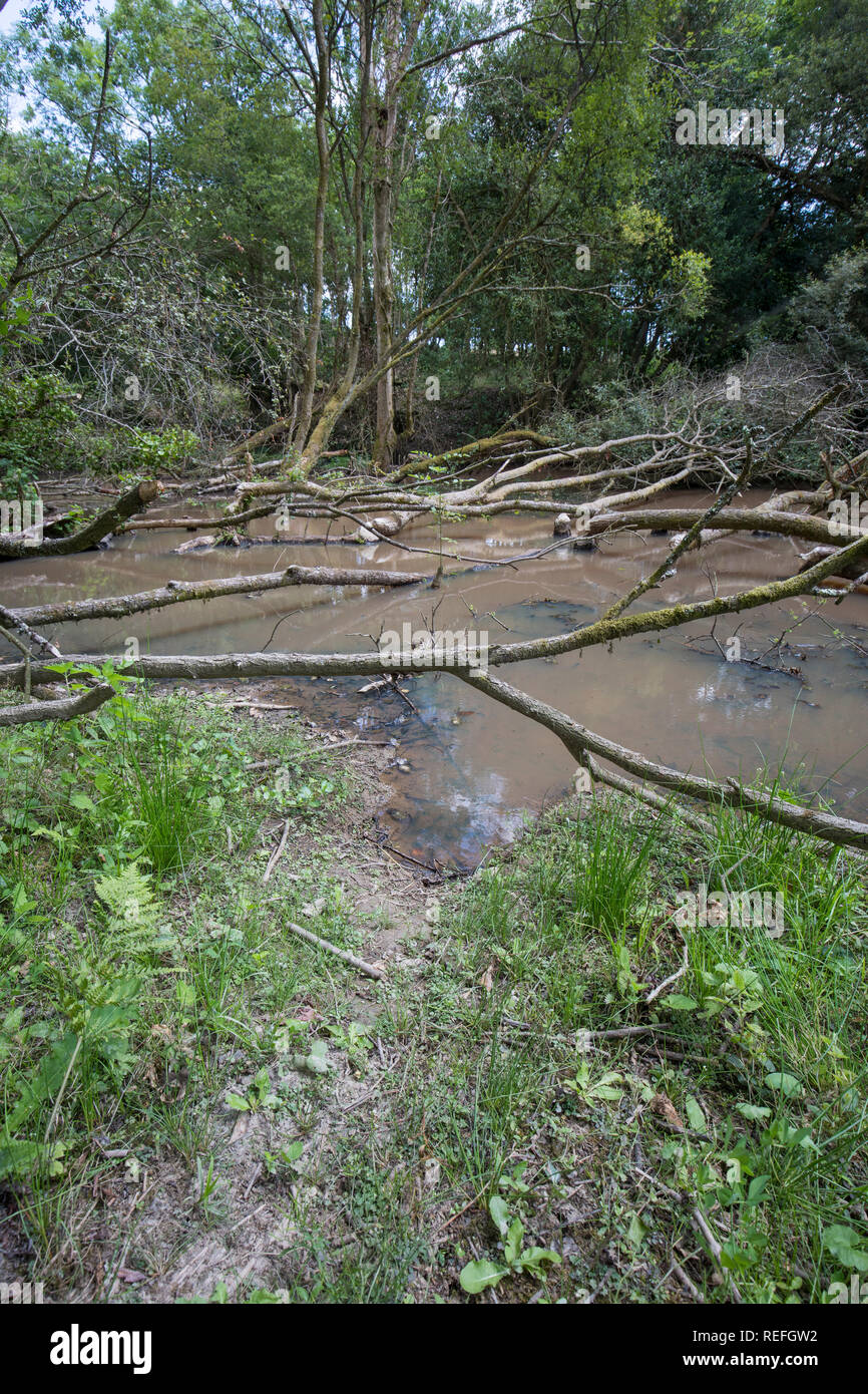 Beaver Signs; Castor Fiber Felled Tree and Track; Devon; UK Stock Photo ...