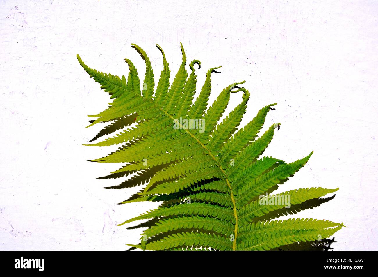 Tree fern pot hi-res stock photography and images - Alamy