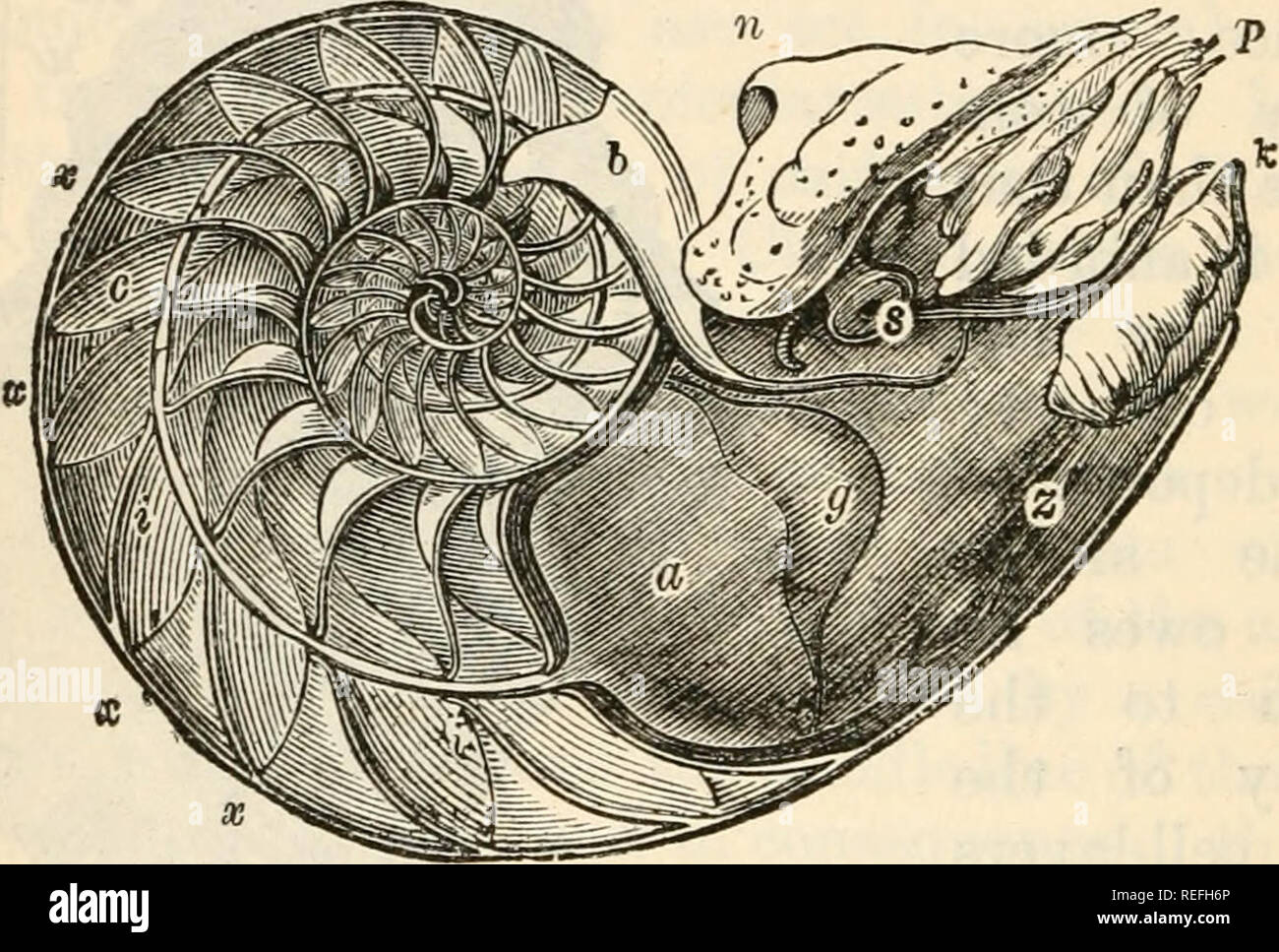 Nautilus Anatomy