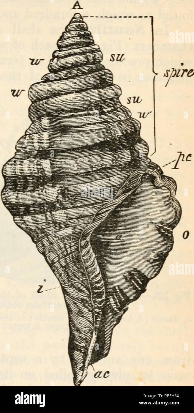 . Comparative anatomy and physiology. Chap. IX.] STRUCTURE OF SHELLS. 3 ...