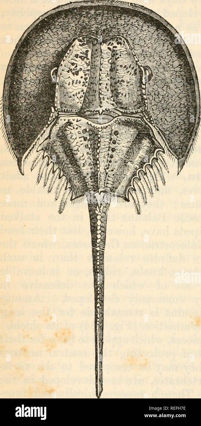 . Comparative anatomy and physiology. 300 COMPARATIVE ANATOMY AND ...