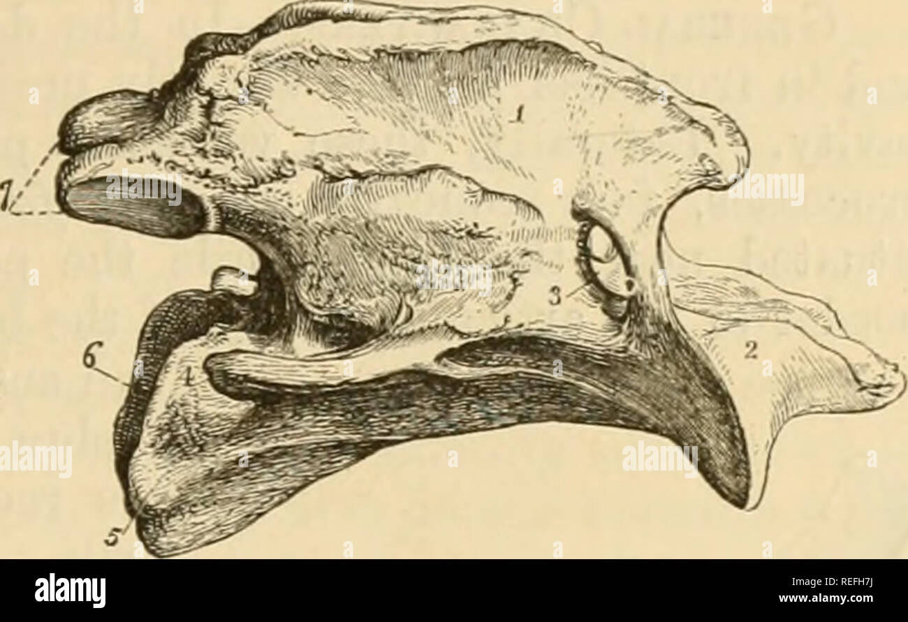 . The comparative anatomy of the domesticated animals. Veterinary ...