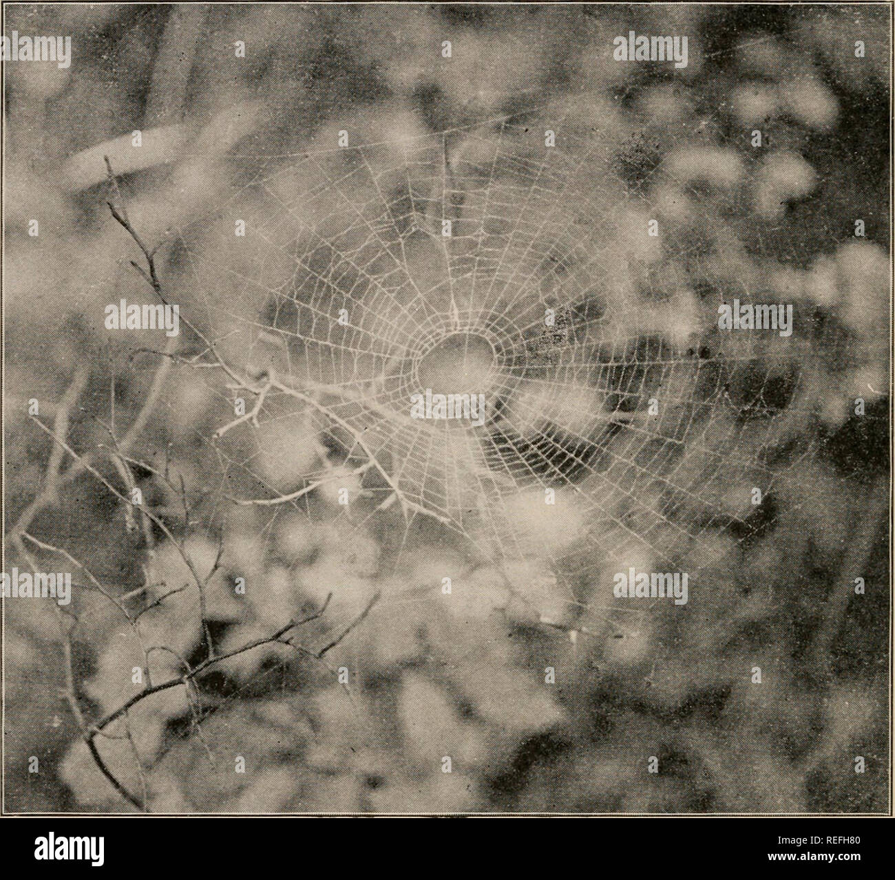 . The common spiders of the United States. Spiders -- United States ...