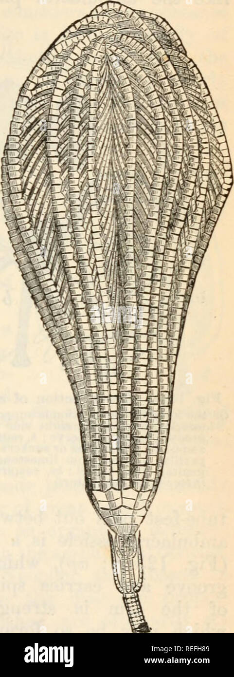 Starfish anatomy hi-res stock photography and images - Alamy