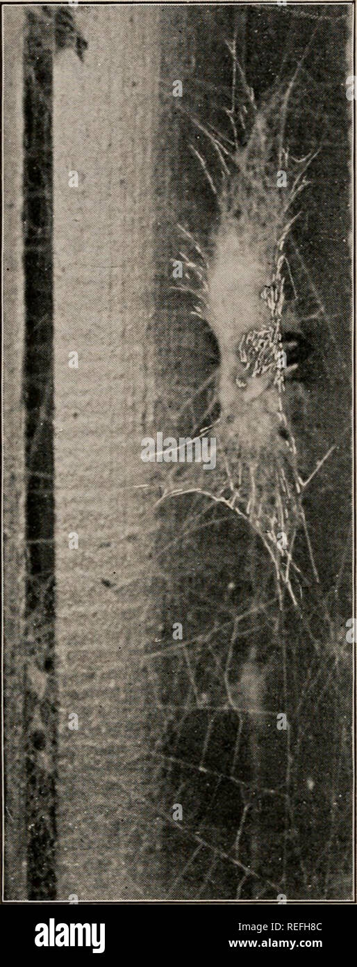 . The common spiders of the United States. Spiders -- United States ...