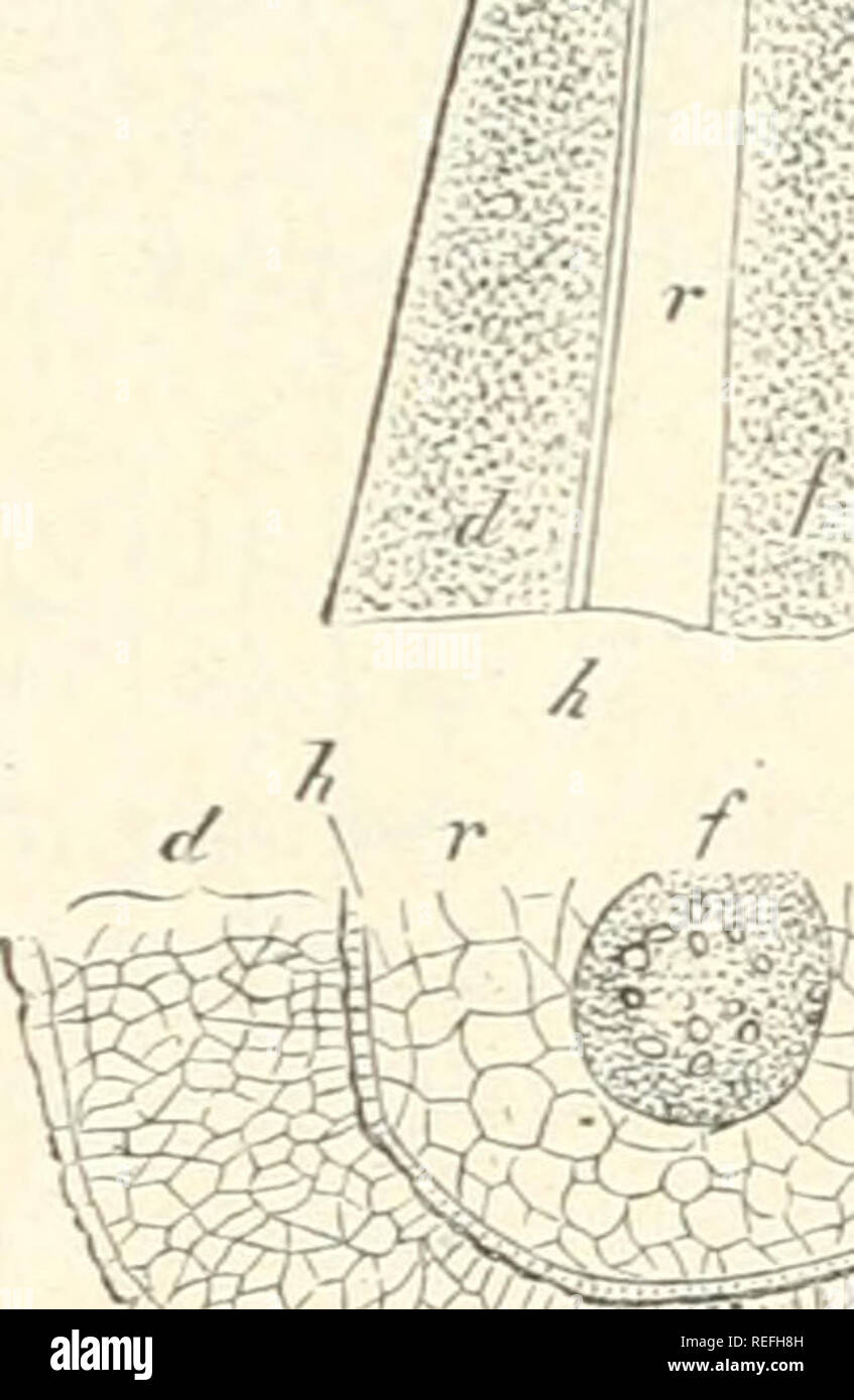 . Comparative anatomy of the vegetative organs of the phanerogams and ...