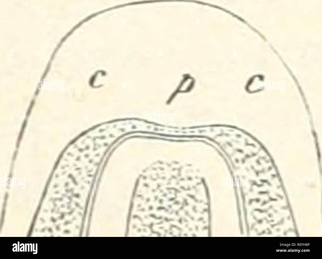 . Comparative anatomy of the vegetative organs of the phanerogams and ...