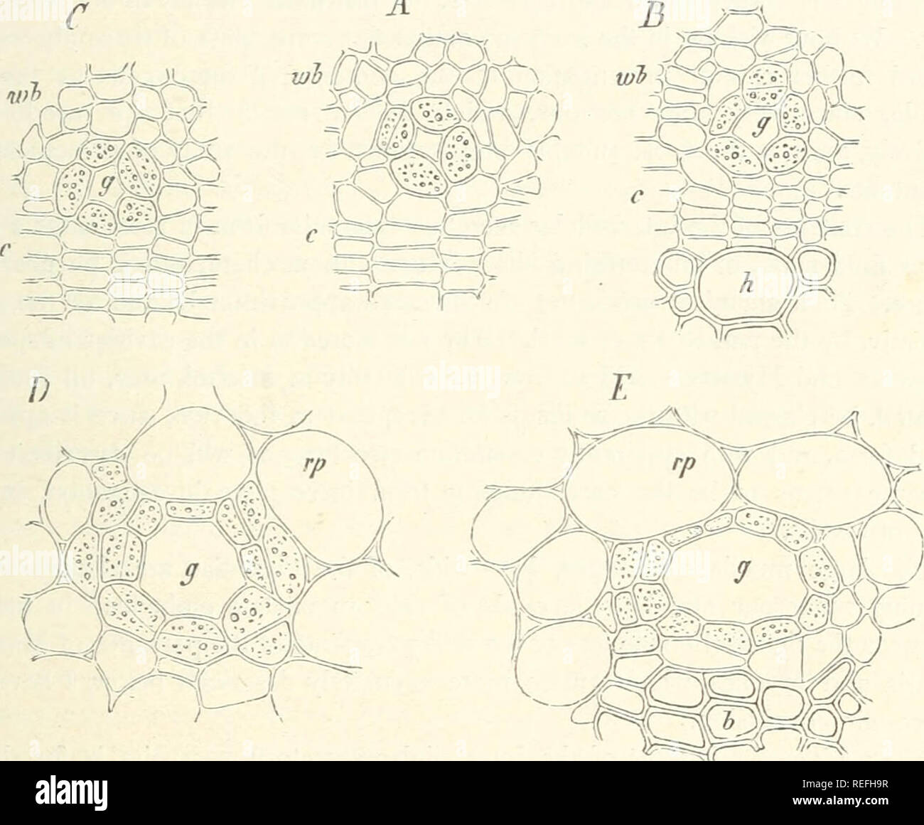 . Comparative anatomy of the vegetative organs of the phanerogams and ...