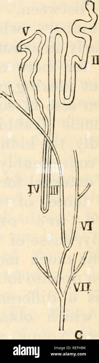 . Comparative anatomy and physiology. . Fig. 109.—Diagrams of the ...