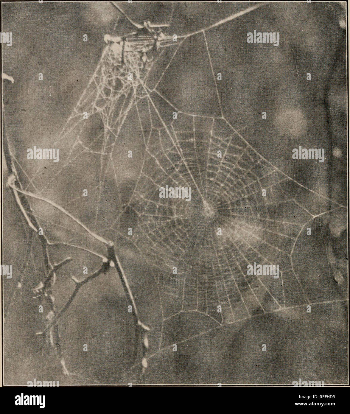 . The common spiders of the United States. Spiders -- United States ...