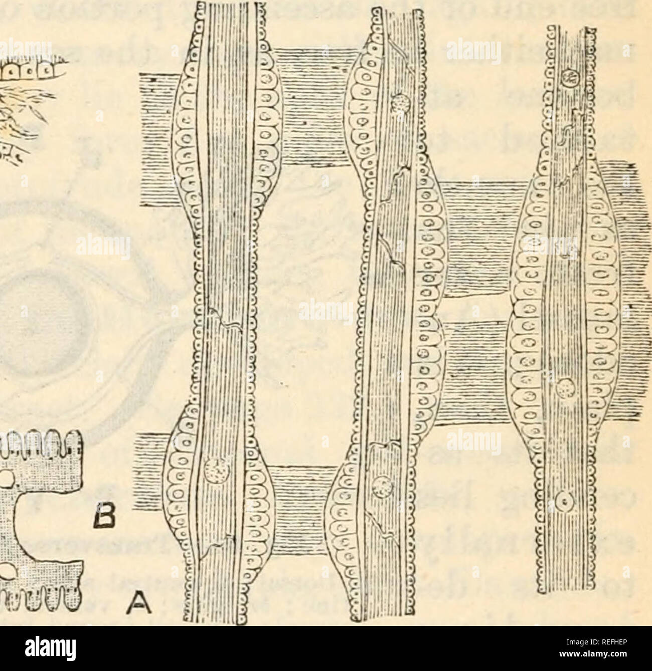 . Comparative anatomy and physiology. . Fig. 95.—A, Part of three gill ...