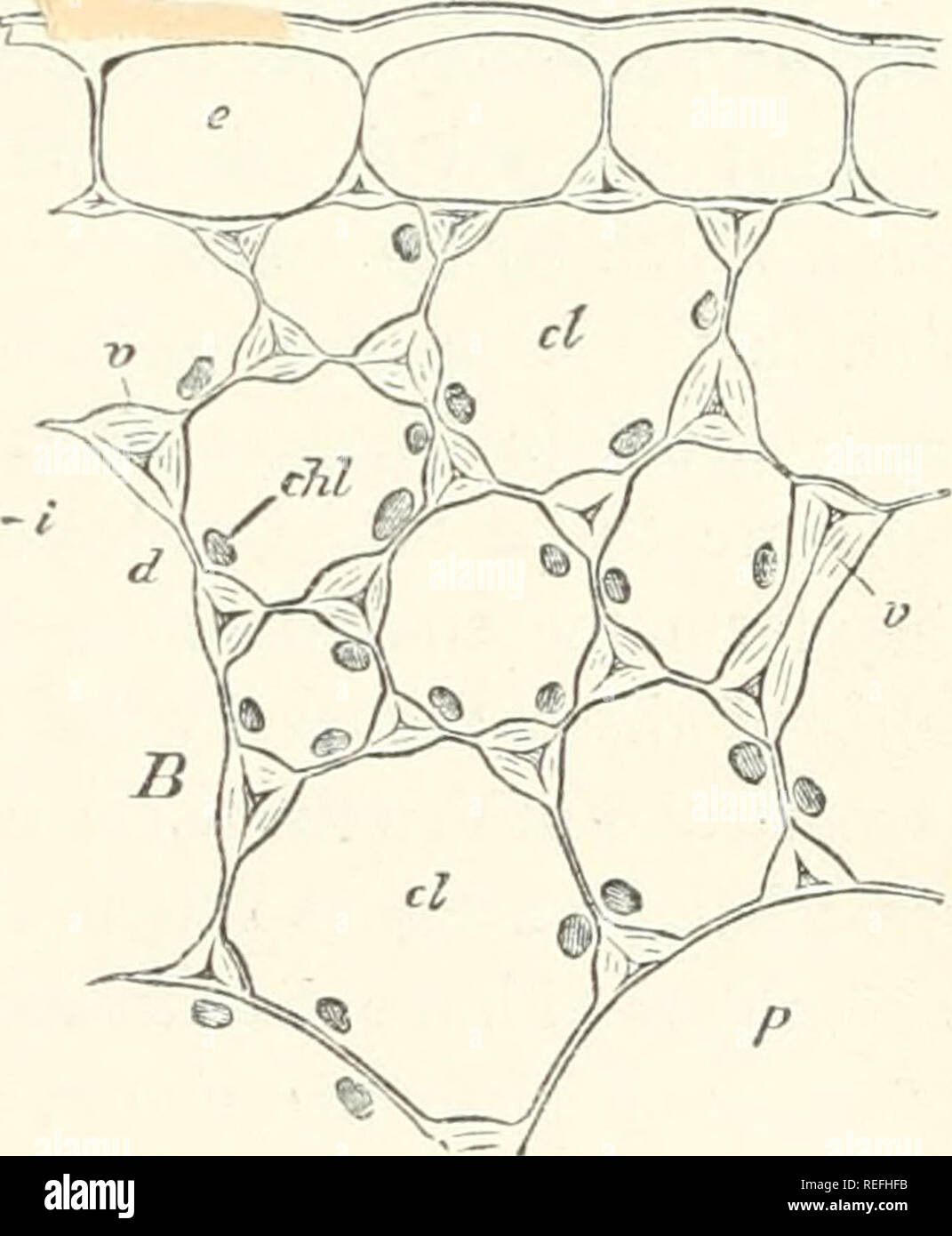 . Comparative anatomy of the vegetative organs of the phanerogams and ...