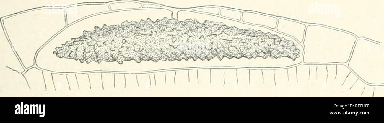 Cystolith hi-res stock photography and images - Alamy