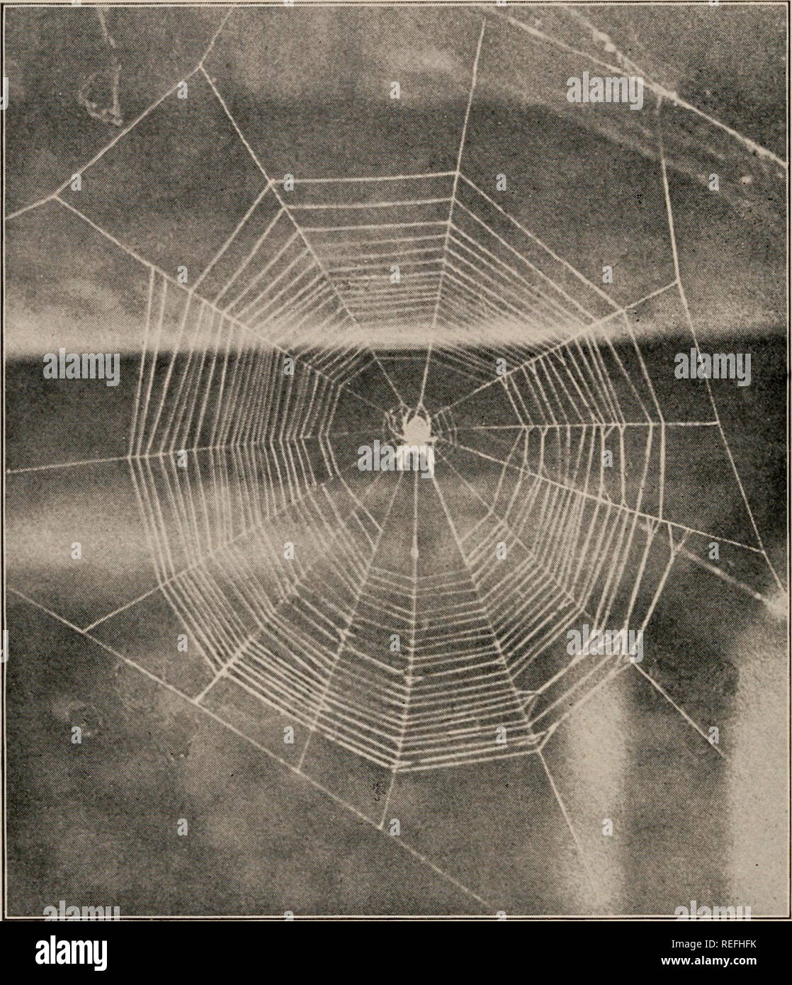 . The common spiders of the United States. Spiders -- United States ...