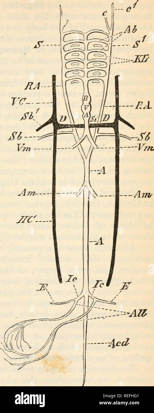 Cardinal verse hi-res stock photography and images - Alamy