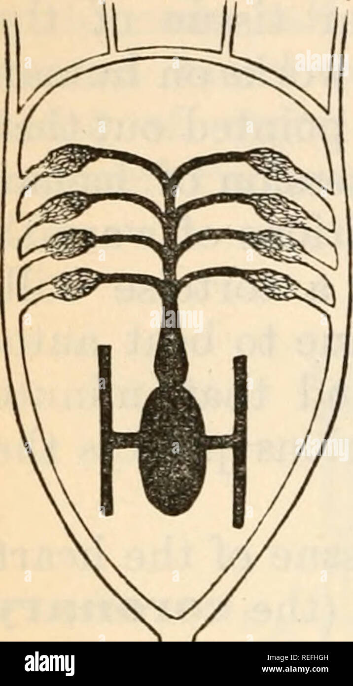 . Comparative anatomy and physiology. 202 COMPARATIVE ANATOMY AND ...